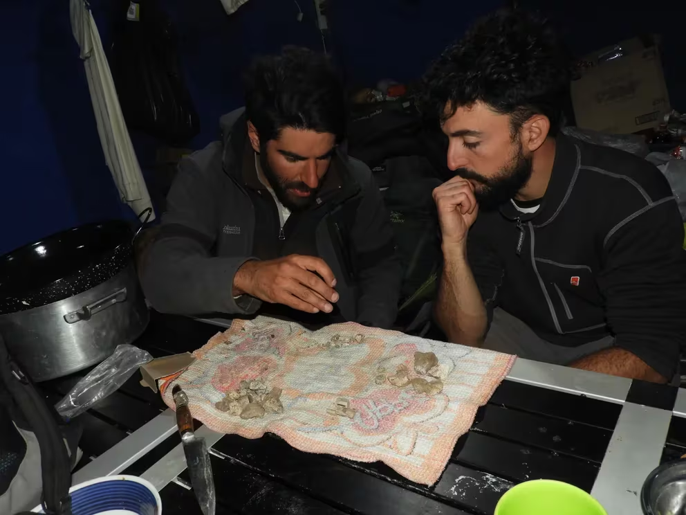 En Argentina hallaron los fósiles del mamífero más grande que convivió ...
